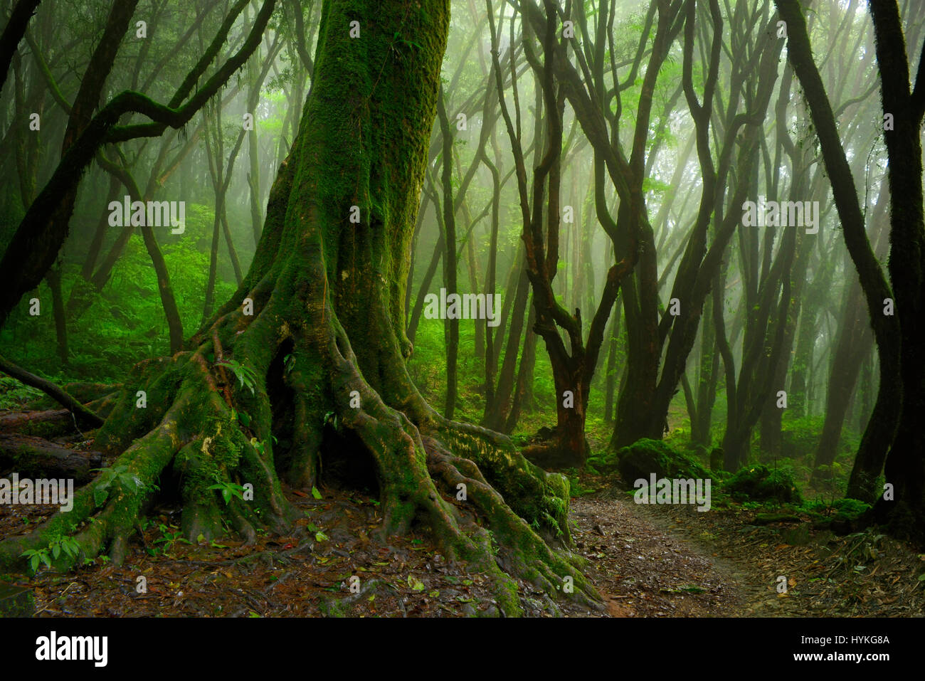 Rainforest in Asia Stock Photo - Alamy