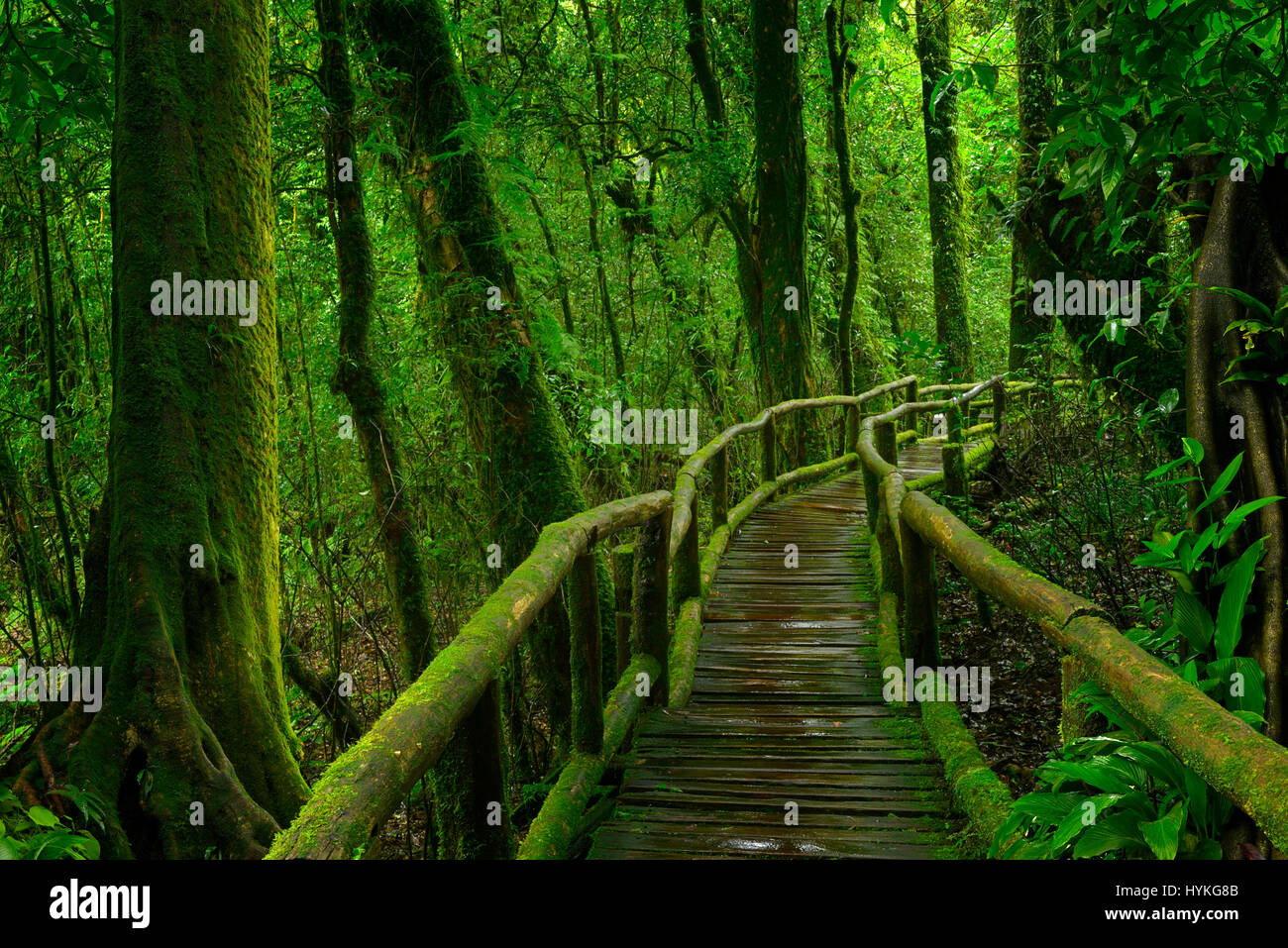 Rainforest in Asia Stock Photo - Alamy