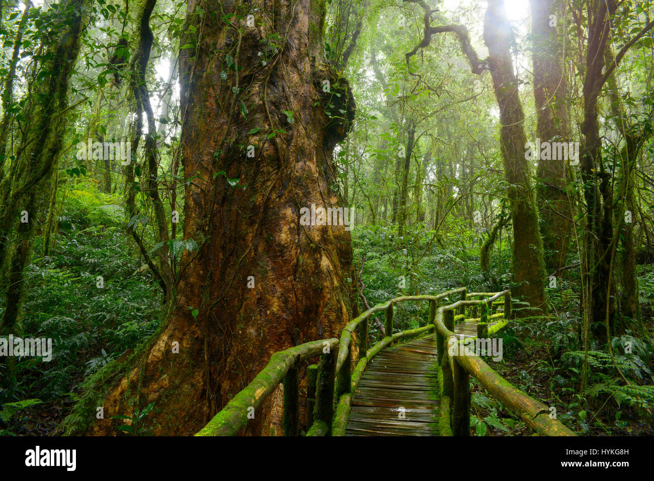 Rainforest in Asia Stock Photo - Alamy