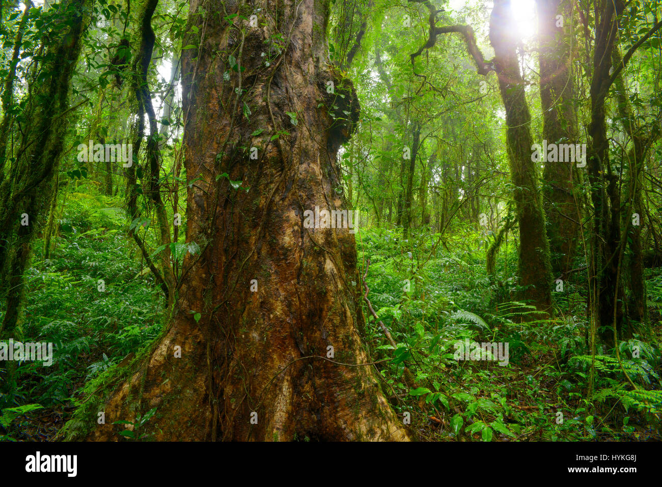 Rainforest in Asia Stock Photo - Alamy