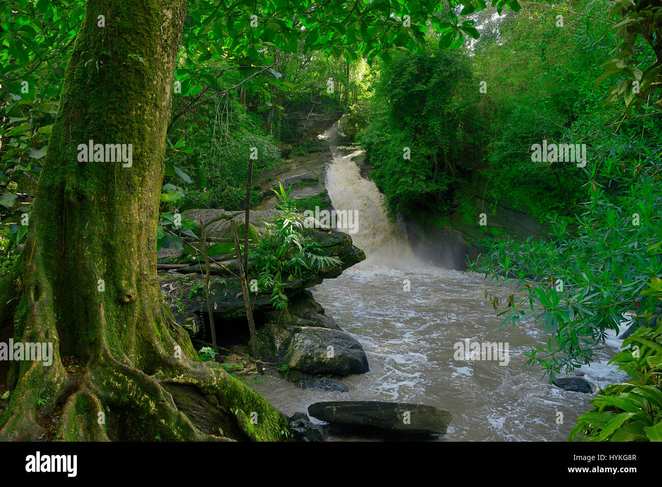 Rainforest in Asia Stock Photo - Alamy
