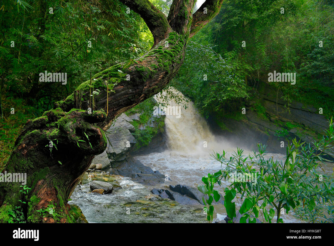 Rainforest in Asia Stock Photo - Alamy