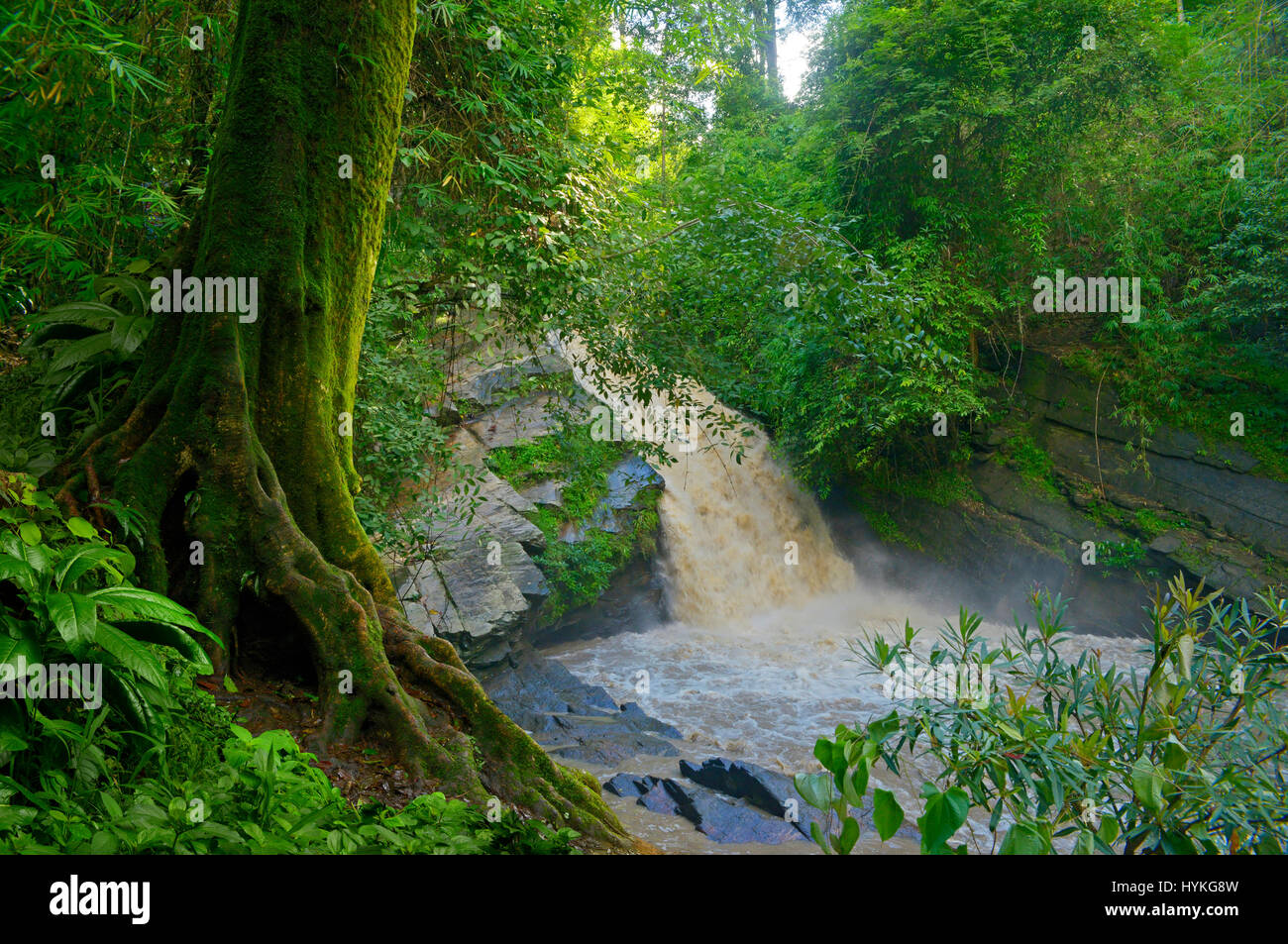 Rainforest in Asia Stock Photo - Alamy