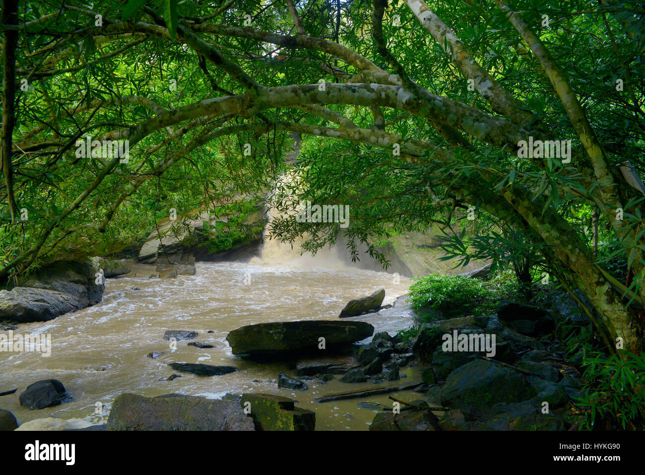 Rainforest in Asia Stock Photo - Alamy