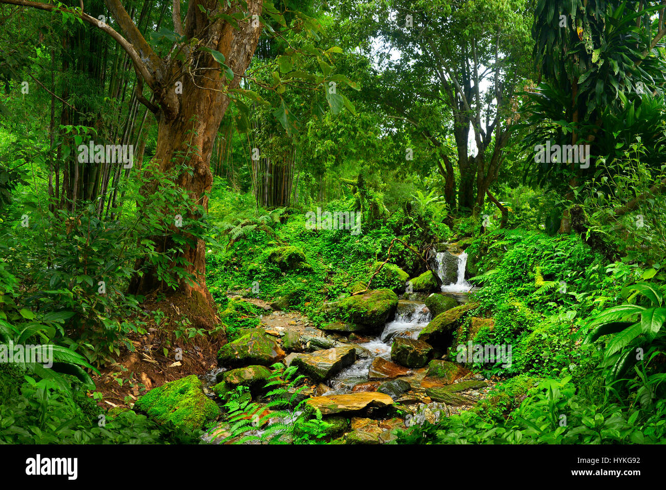 Rainforest in Asia Stock Photo - Alamy