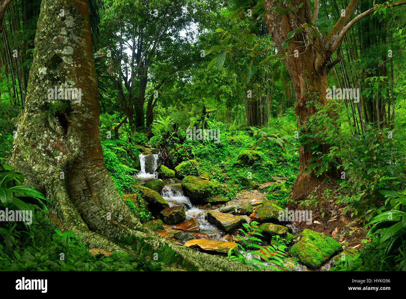 Rainforest in Asia Stock Photo - Alamy