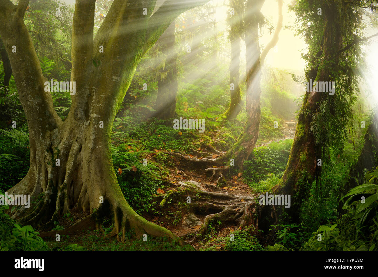 Rainforest in Asia Stock Photo - Alamy
