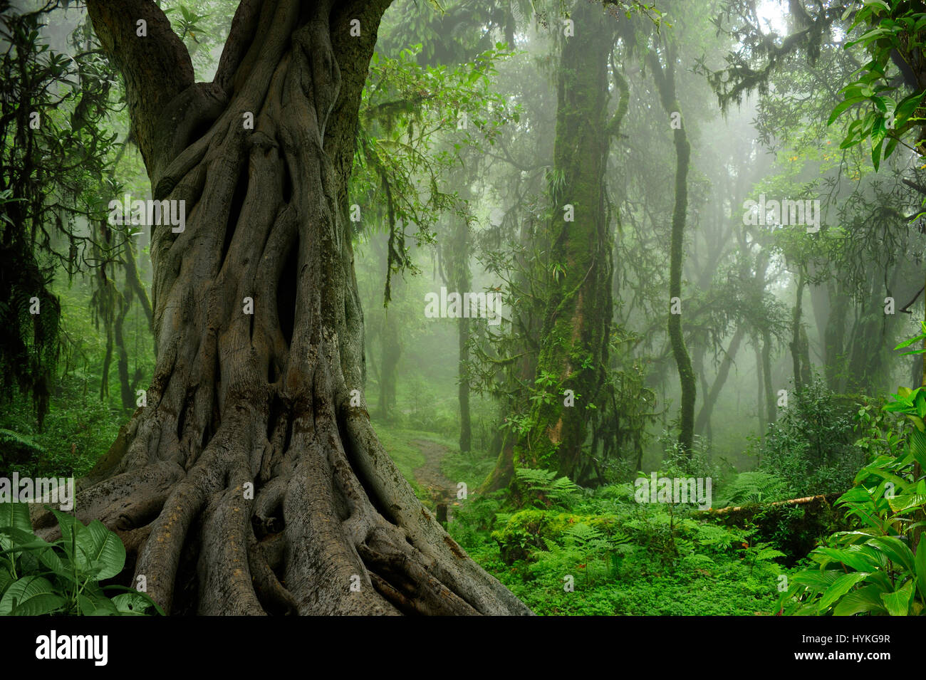 Rainforest in Asia Stock Photo - Alamy
