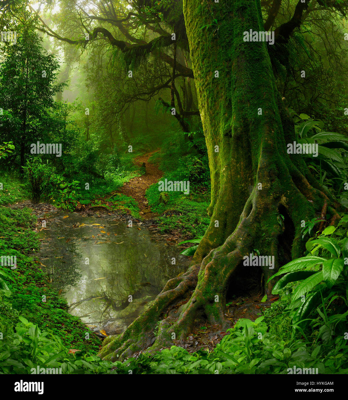 Rainforest in Asia Stock Photo - Alamy