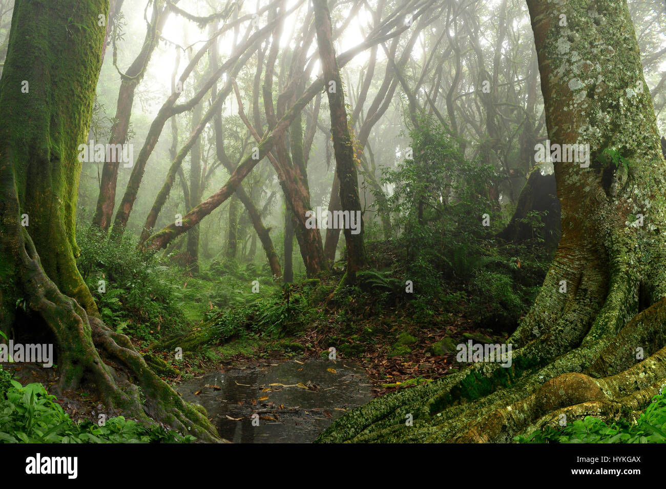 Rainforest in Asia Stock Photo - Alamy