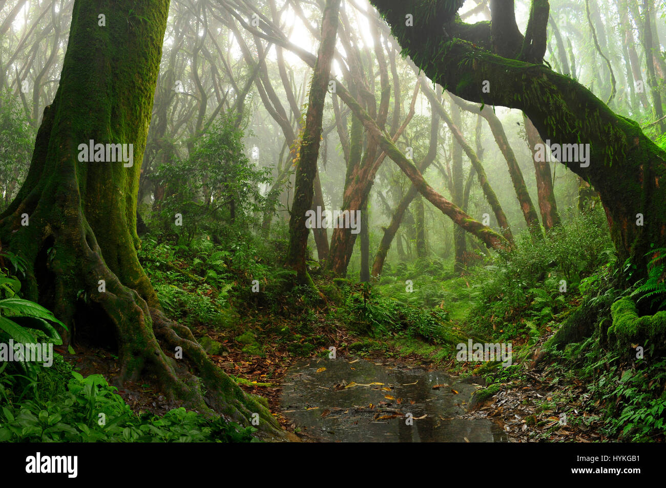 Rainforest in Asia Stock Photo - Alamy