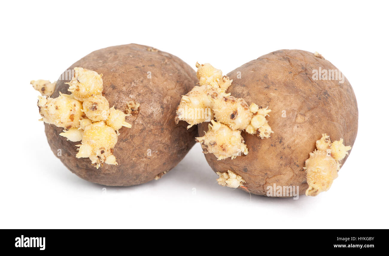 Potatoes growing sprouts Cut Out Stock Images & Pictures - Alamy