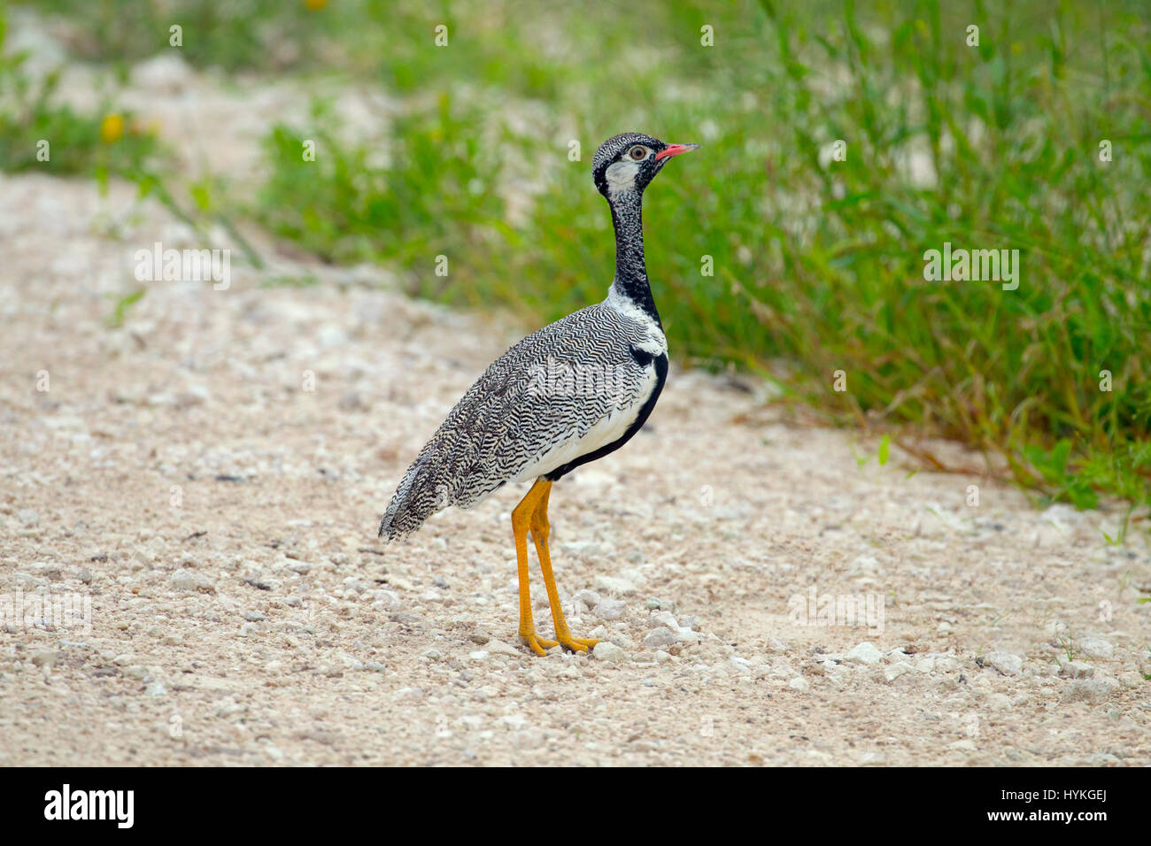 Endemic insects hi-res stock photography and images - Alamy