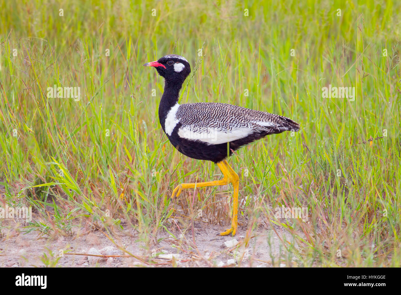 Endemic insects hi-res stock photography and images - Alamy