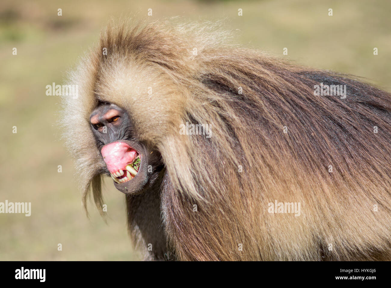 Gelada Baboon Lip Flip