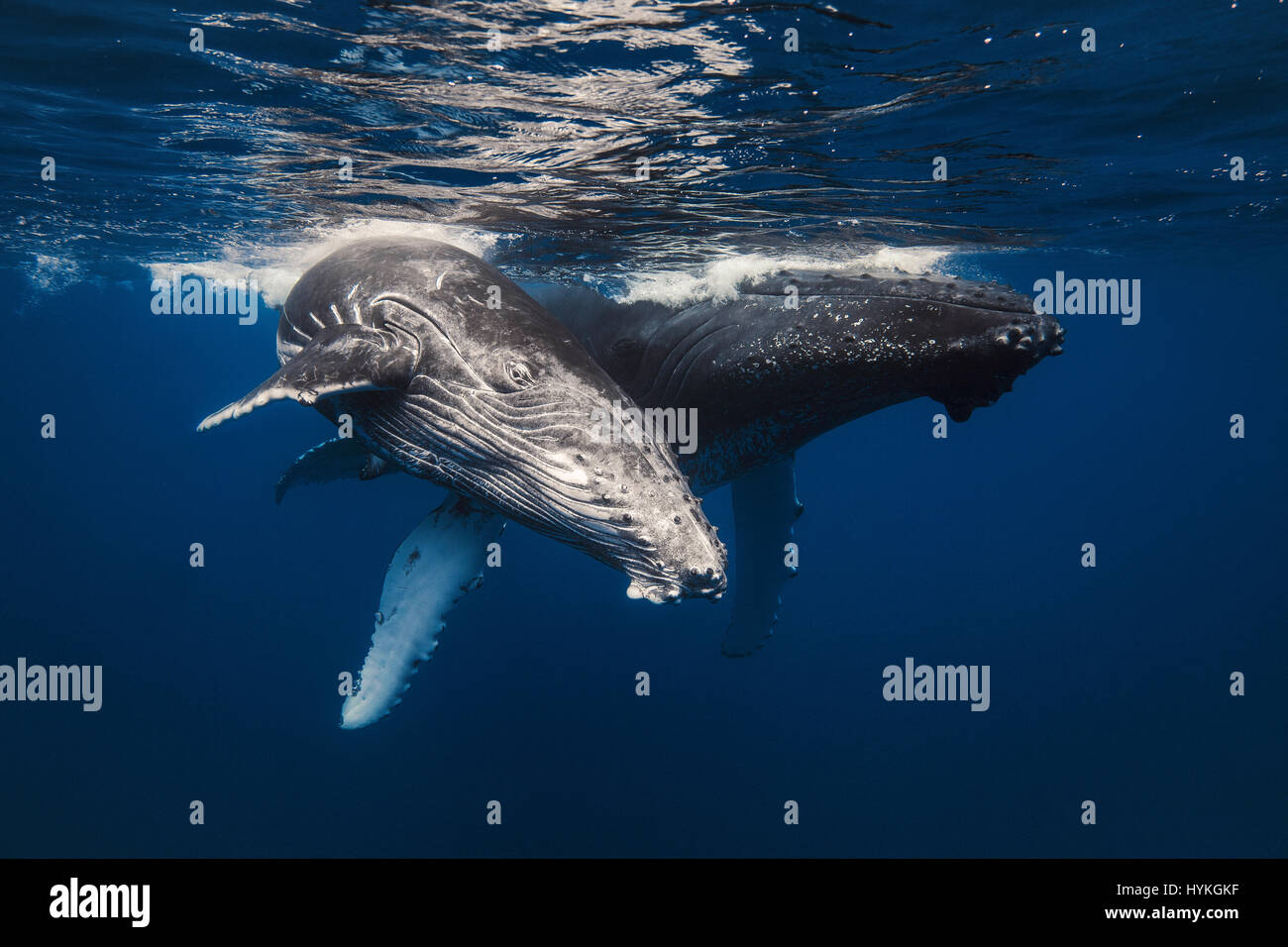 REUNION ISLAND, INDIAN OCEAN: MOVING images of forty tonne humpbacks ...