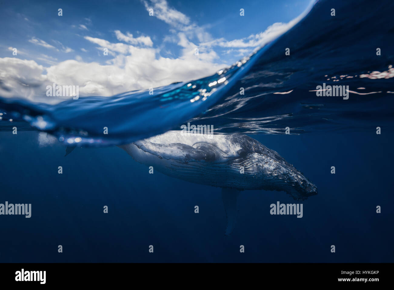 REUNION ISLAND, INDIAN OCEAN: MOVING images of forty tonne humpbacks ...
