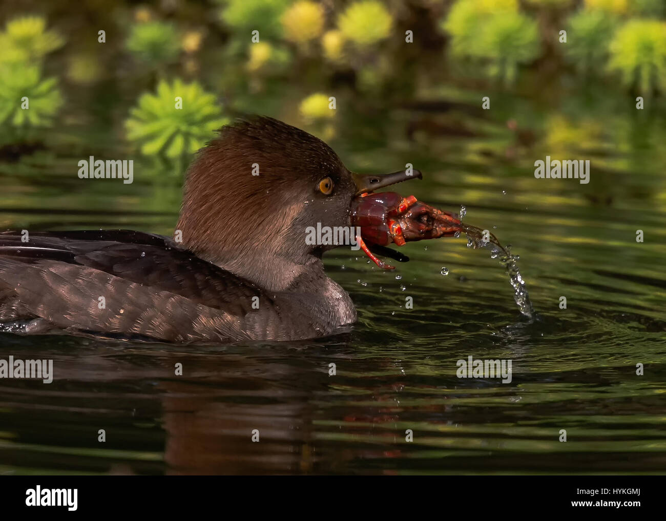 GOLDEN GATE PARK, CALIFORNIA, USA: THIS SHELL-FISH bird was captured ...