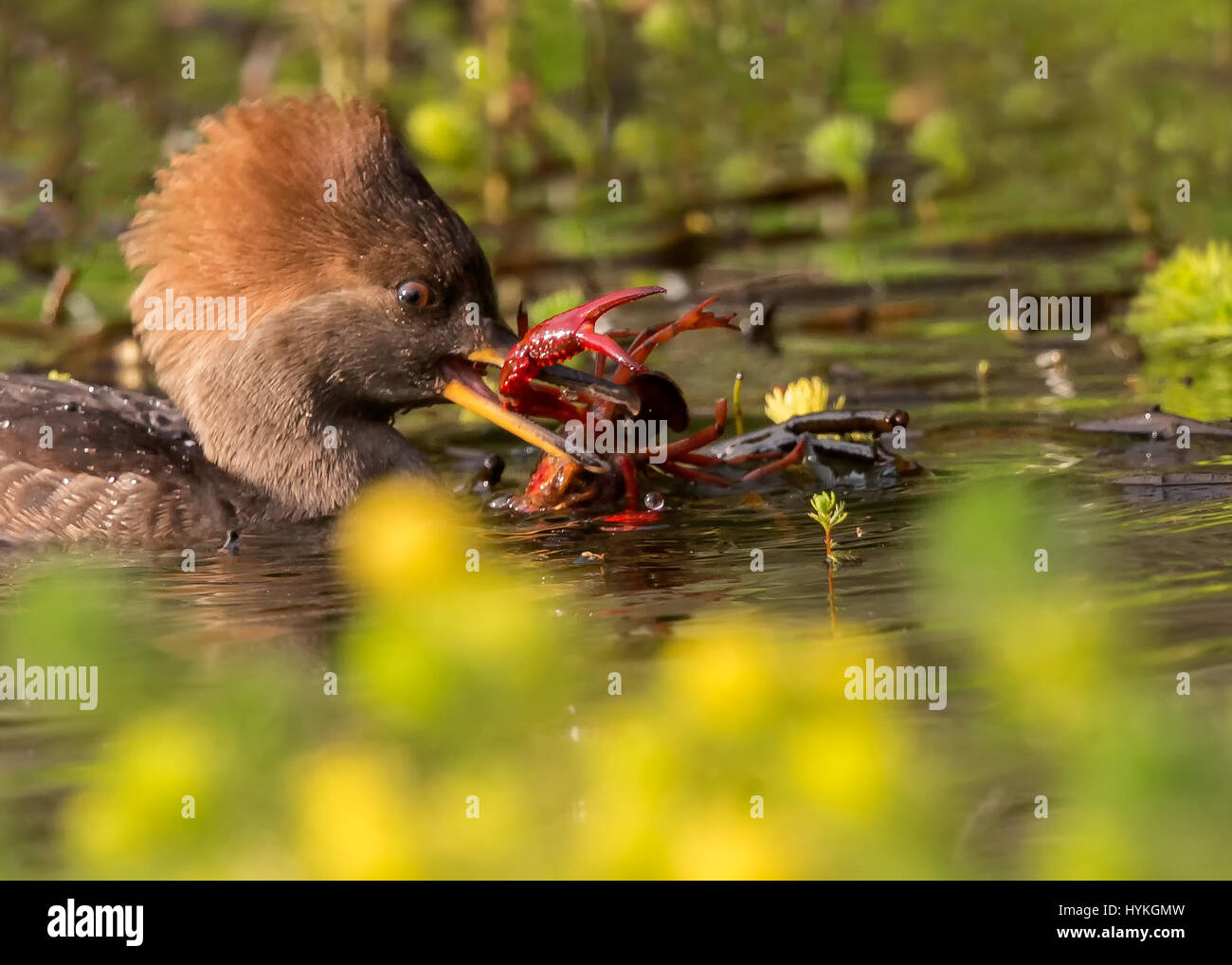 GOLDEN GATE PARK, CALIFORNIA, USA: THIS SHELL-FISH bird was captured ...