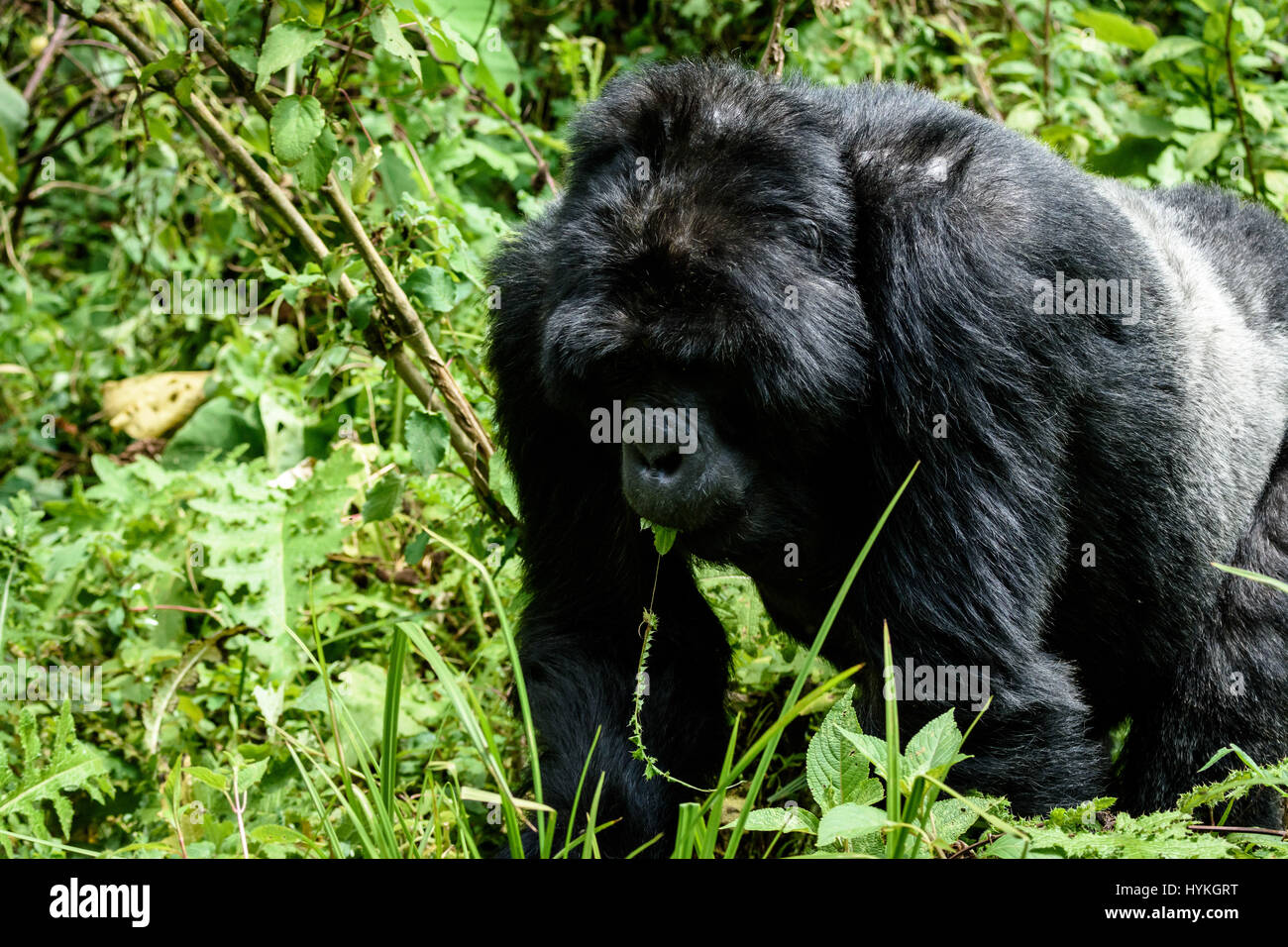 Gorilla finger hi-res stock photography and images - Alamy