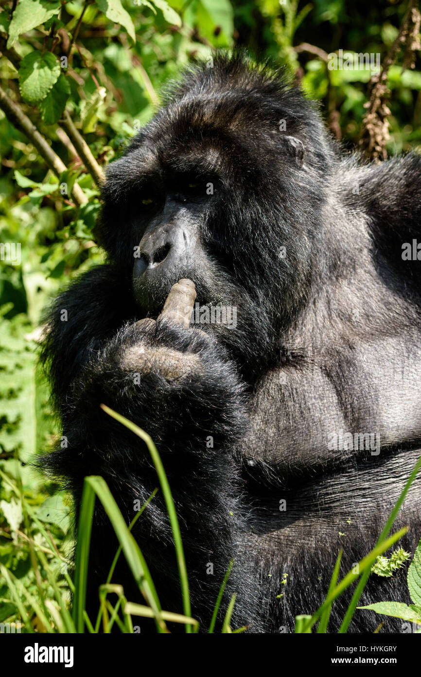 Silverback mountain gorilla and photographers hi-res stock photography ...