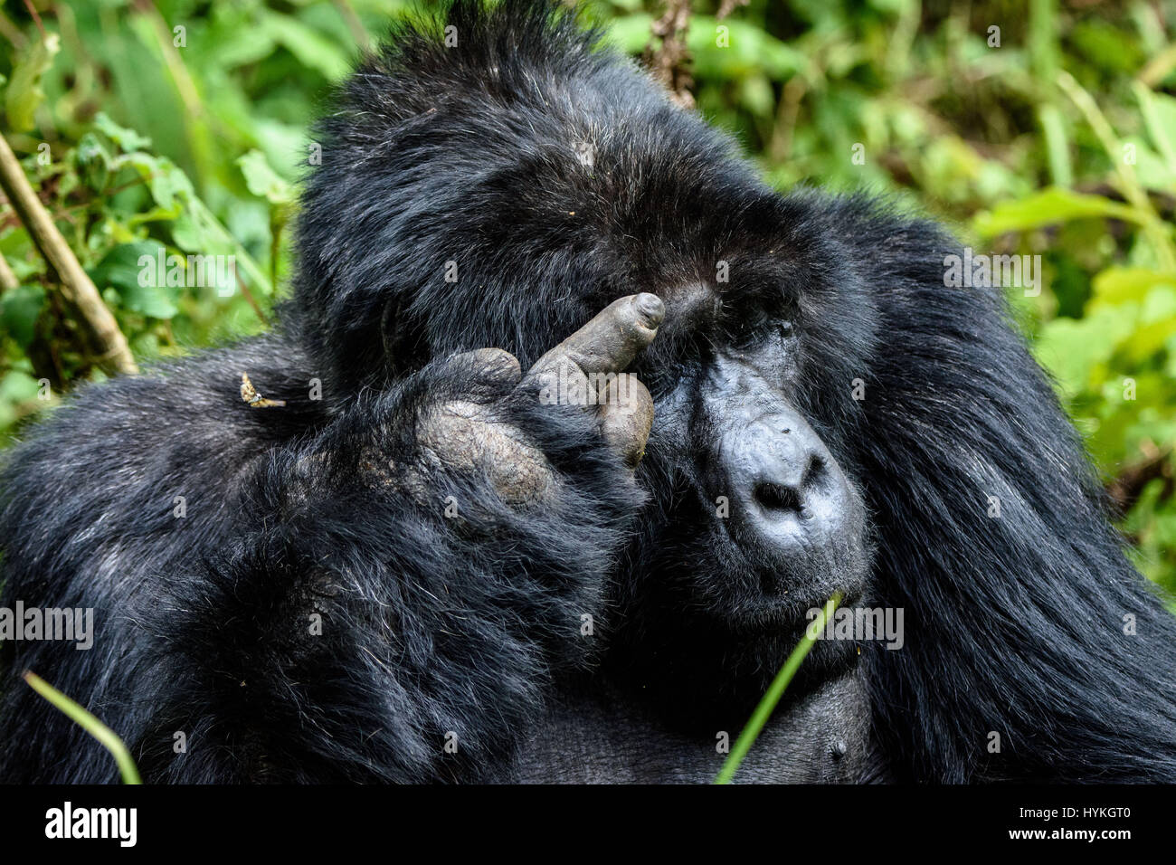 Silverback mountain gorilla and photographers hi-res stock photography ...