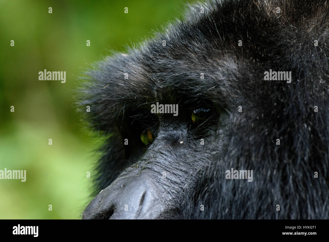 Silverback mountain gorilla and photographers hi-res stock photography ...