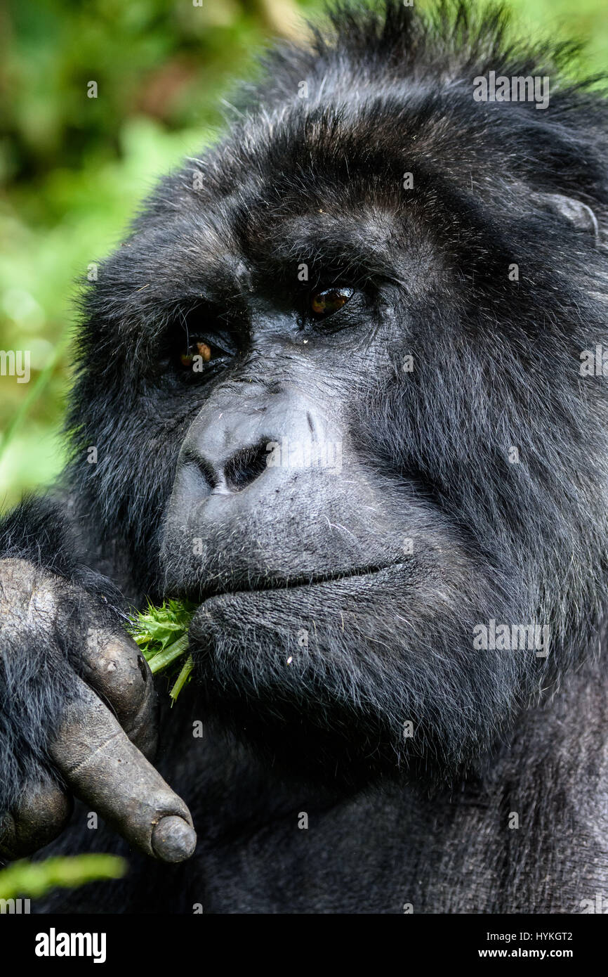 BWINDI IMPENETRABLE FOREST, UGANDA: A GRUMPY gorilla gave a group of ...