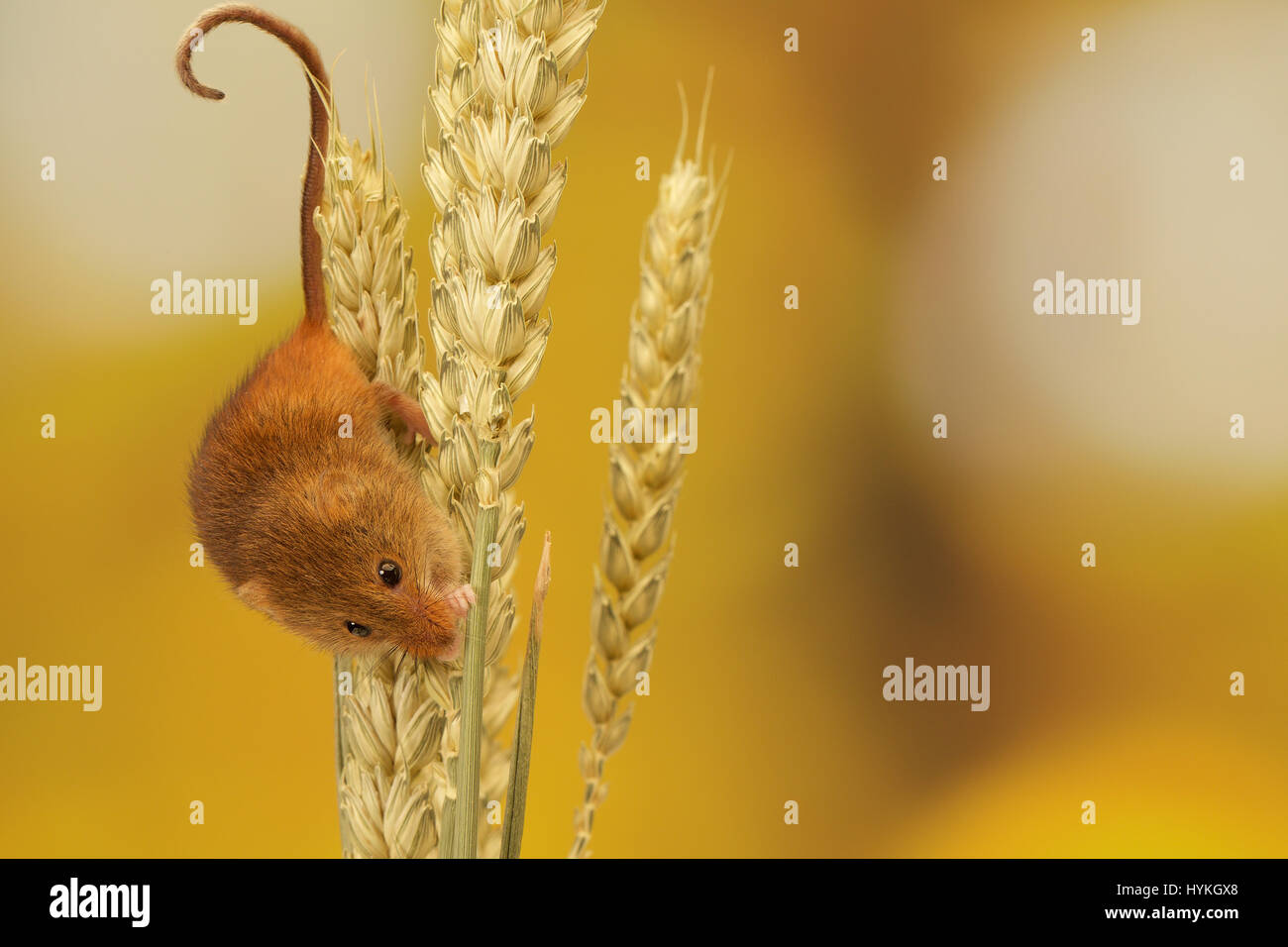 KNOWSLEY SAFARI PARK, UK: ADORABLE pictures of a tiny harvest mouse ...