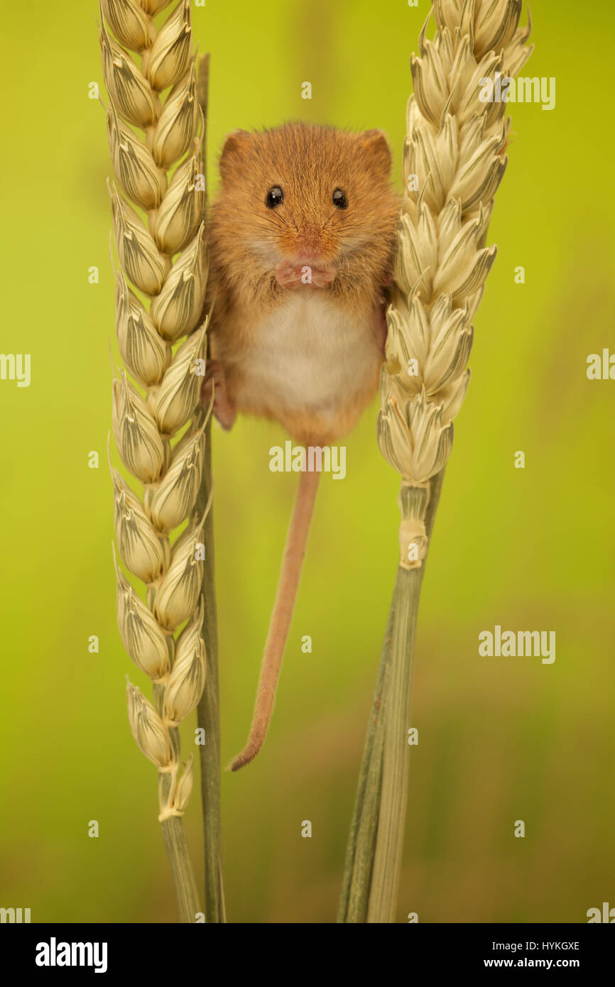 KNOWSLEY SAFARI PARK, UK: ADORABLE pictures of a tiny harvest mouse ...