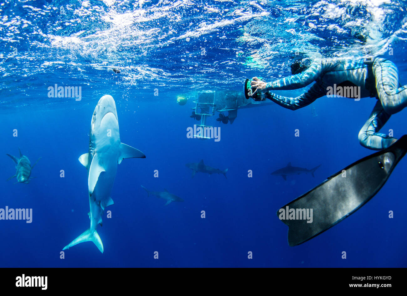 Marine Biologists At Work With Sharks
