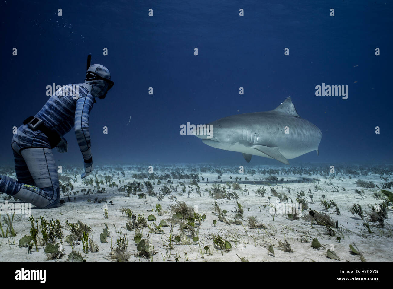 Marine Biologist Riley Elliott testing the suit out with a tiger shark ...