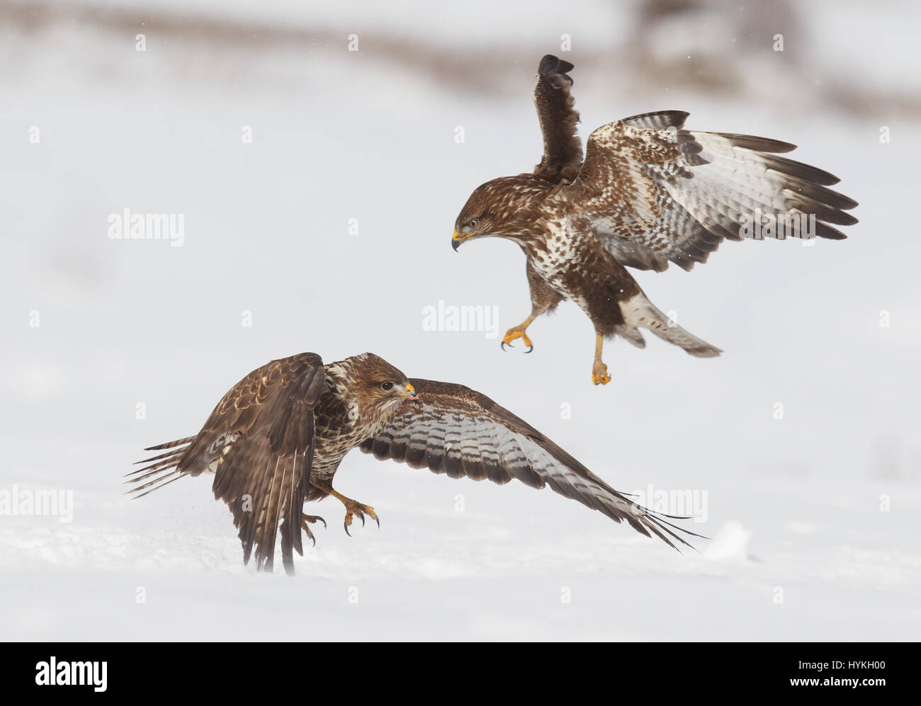 Common buzzards fighting.. A FORMER basketball star has unveiled the ...