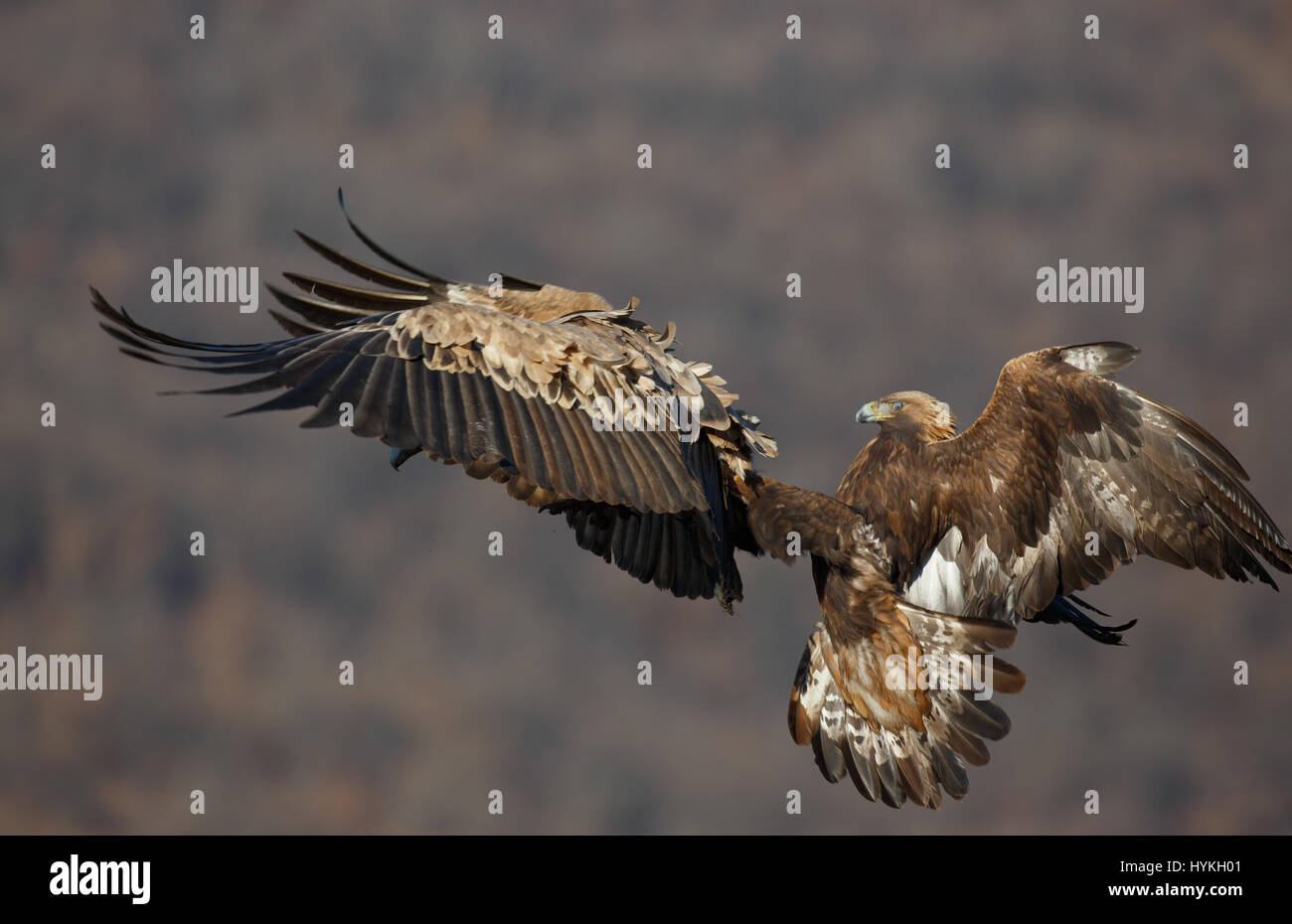 Common buzzards fighting. A FORMER basketball star has unveiled the ...
