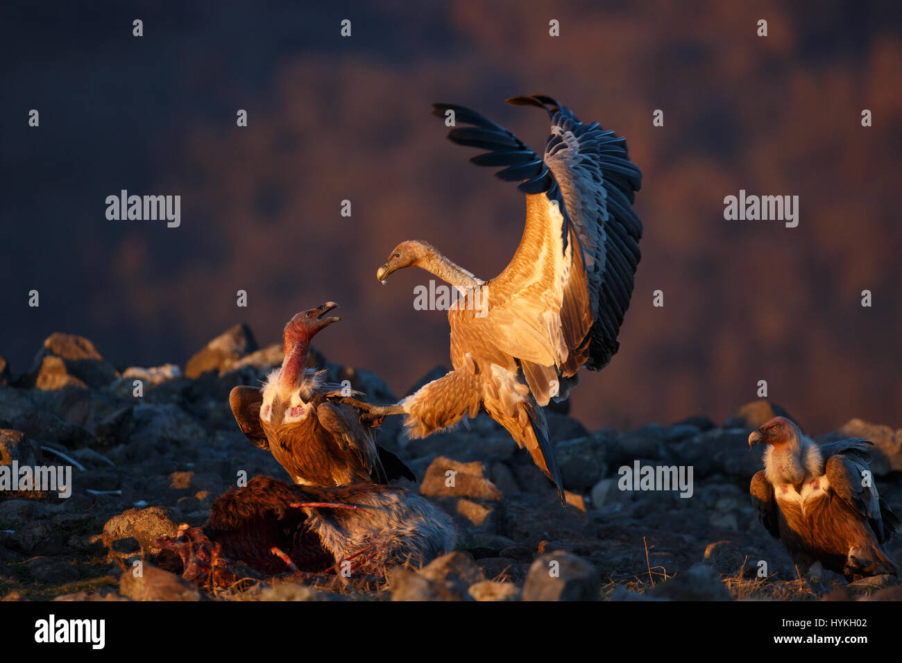 The fighting eagle hi-res stock photography and images - Alamy