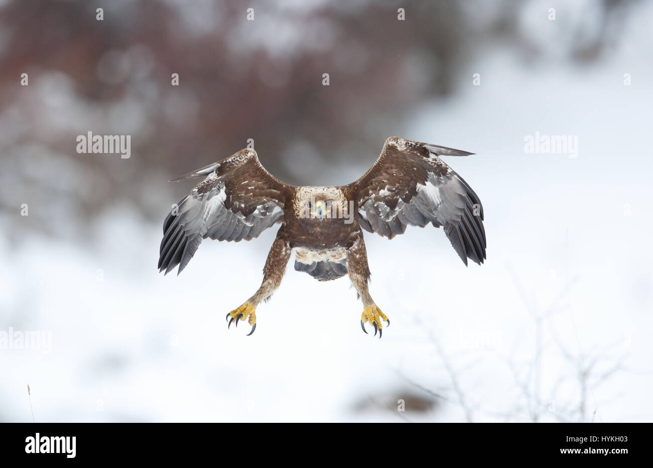 Combat Pictures High Resolution Stock Photography and Images - Alamy