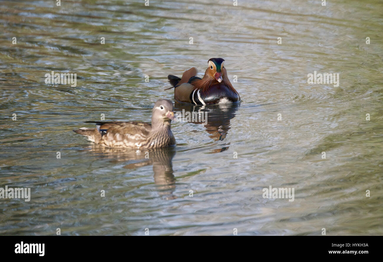 A male and a female mandarin in the Nature Reserve in New Mills ...