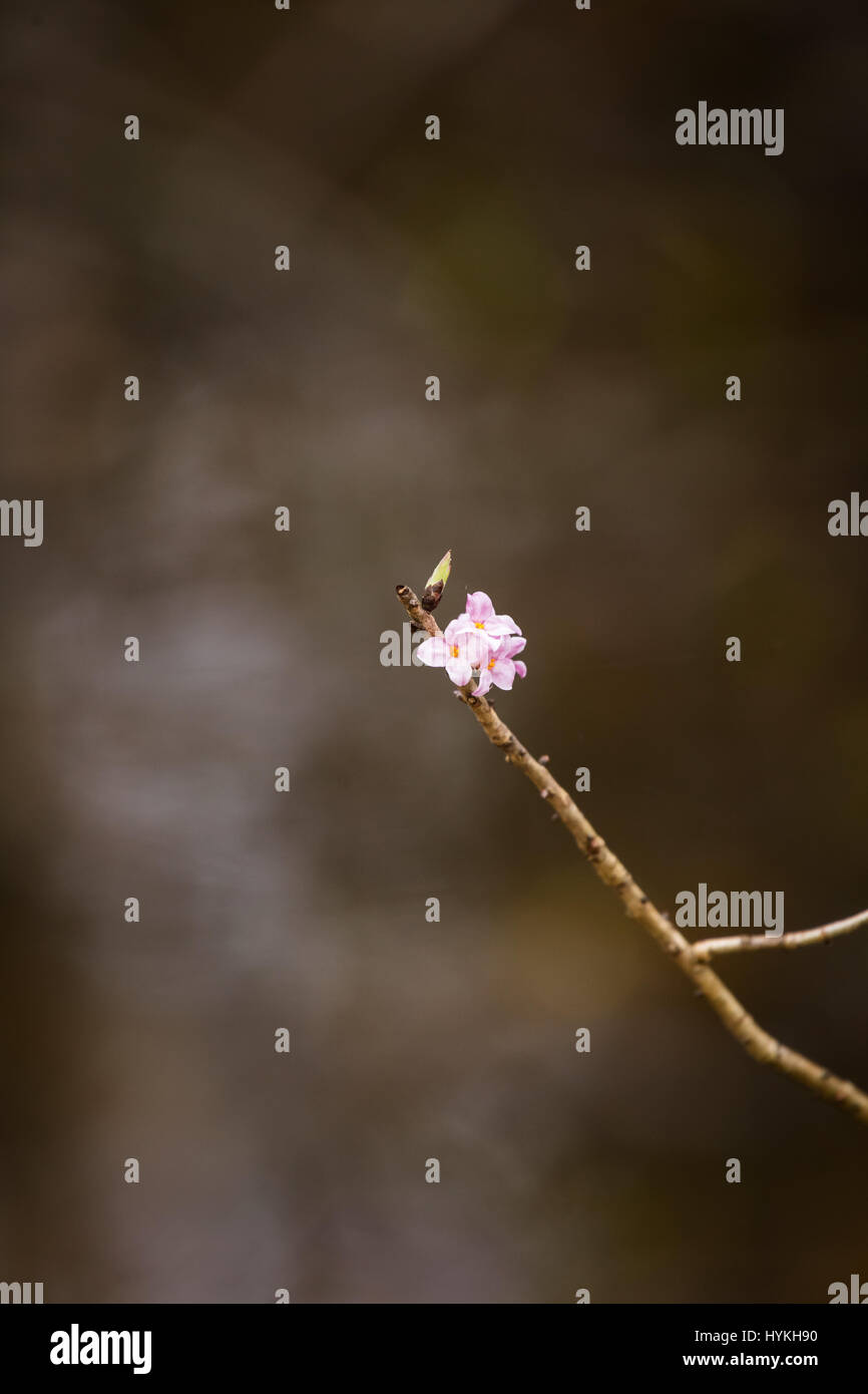 Daphne tree hi-res stock photography and images - Alamy