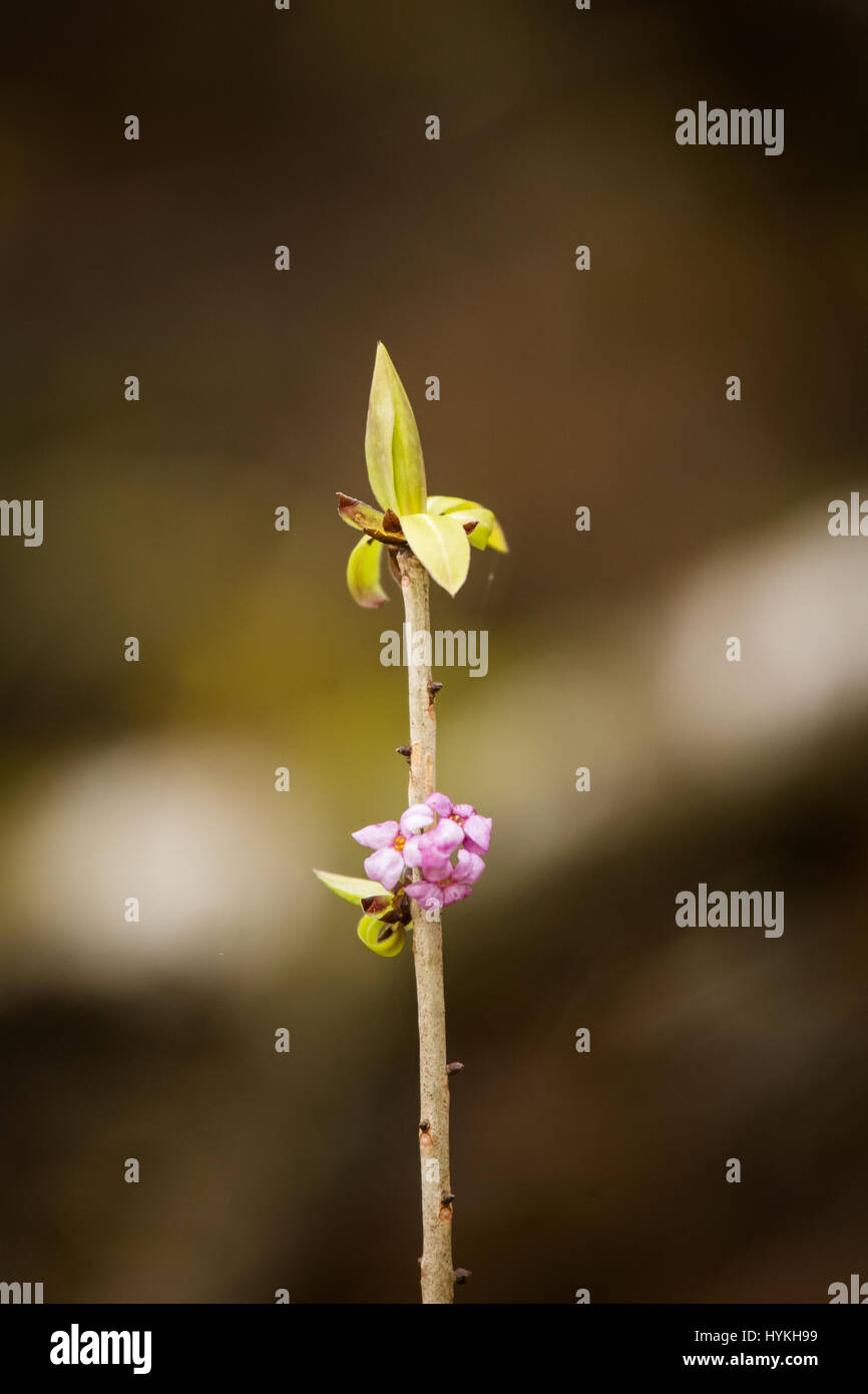 Daphne tree hi-res stock photography and images - Alamy