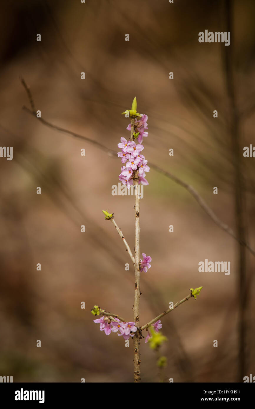 Beautiful pink daphne mezereum blossoms in a natural habitat in early ...