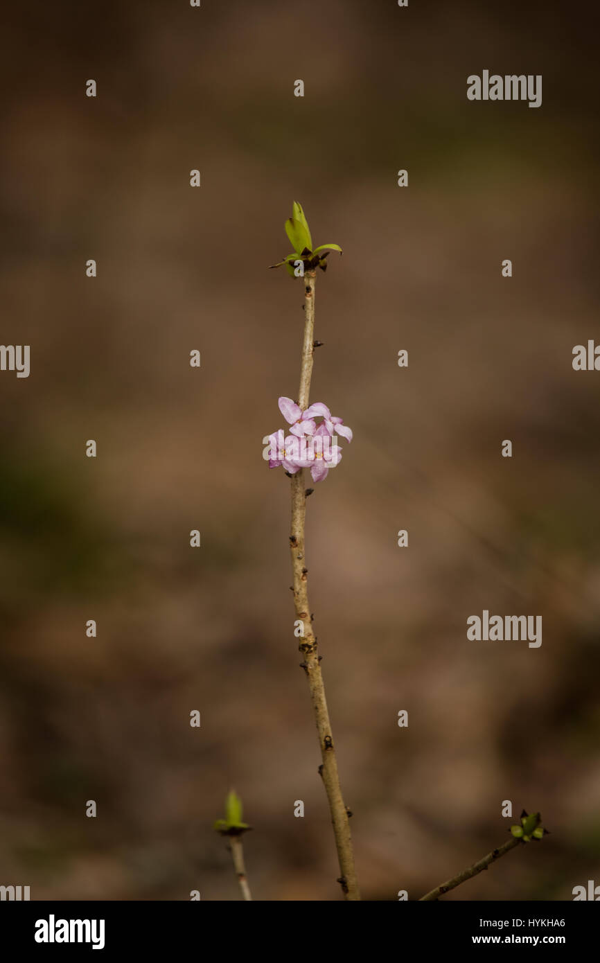 Beautiful pink daphne mezereum blossoms in a natural habitat in early ...