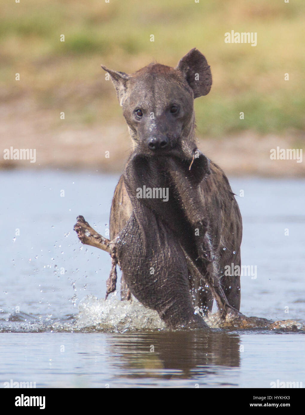 CHOBE NATIONAL PARK, BOTSWANA: SHOCKING photos have captured the moment ...