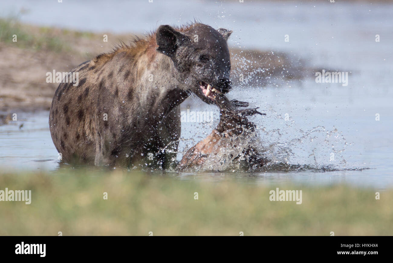 CHOBE NATIONAL PARK, BOTSWANA: SHOCKING photos have captured the moment ...