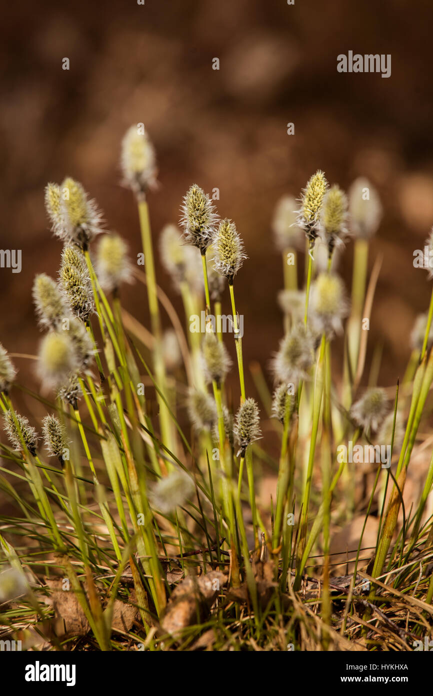 Beautiful hare’s-tail cottongrass in a natural habitat in early spring ...