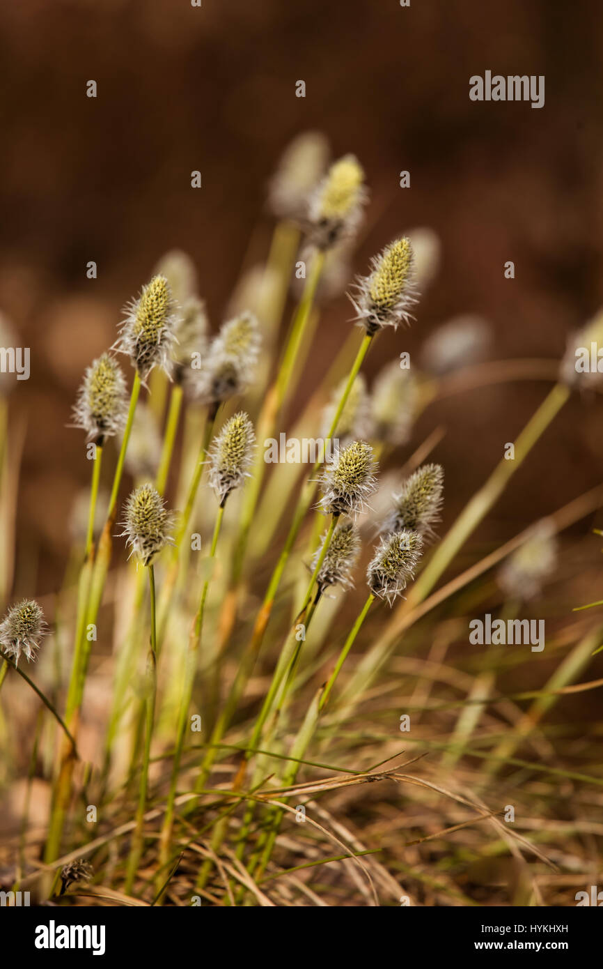 Beautiful hare’s-tail cottongrass in a natural habitat in early spring ...