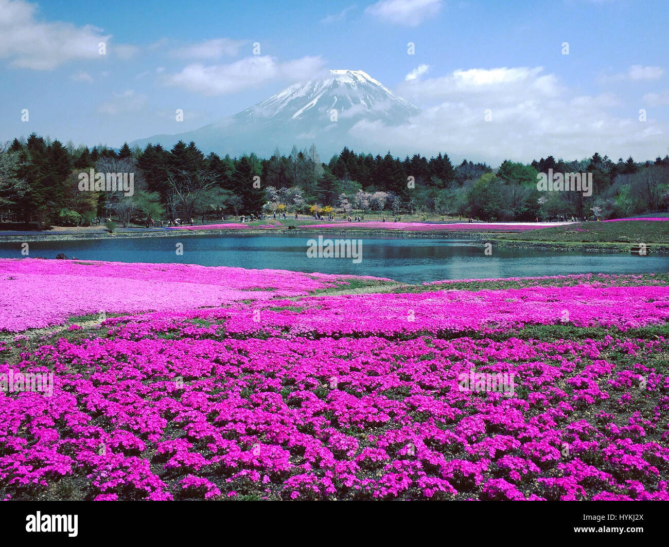 HONSHU ISLAND, JAPAN: MOUNT Fuji has been captured looking like a real ...