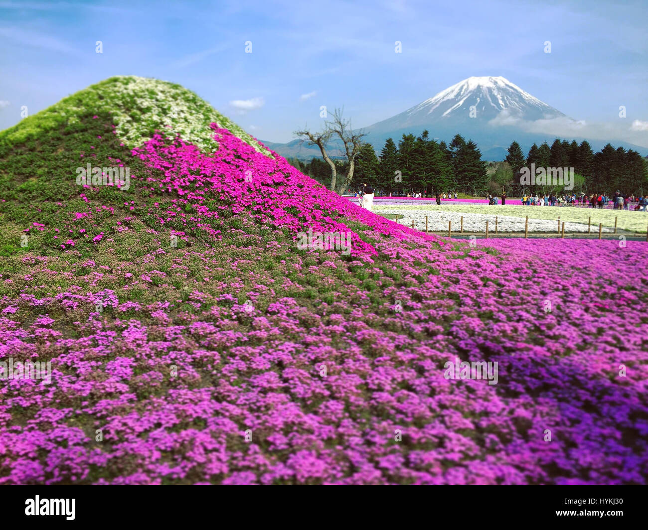 HONSHU ISLAND, JAPAN: MOUNT Fuji has been captured looking like a real ...