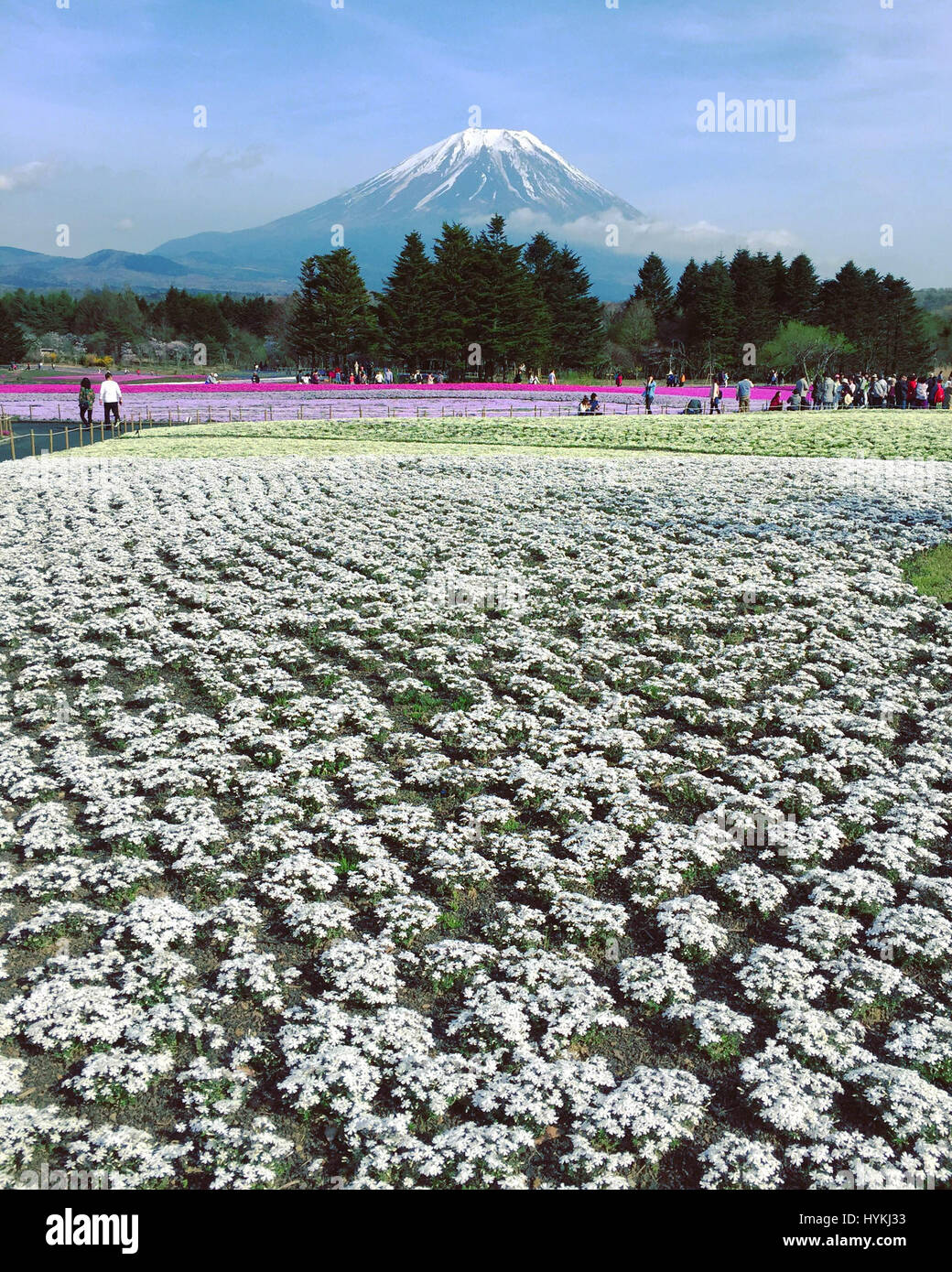 HONSHU ISLAND, JAPAN: MOUNT Fuji has been captured looking like a real ...