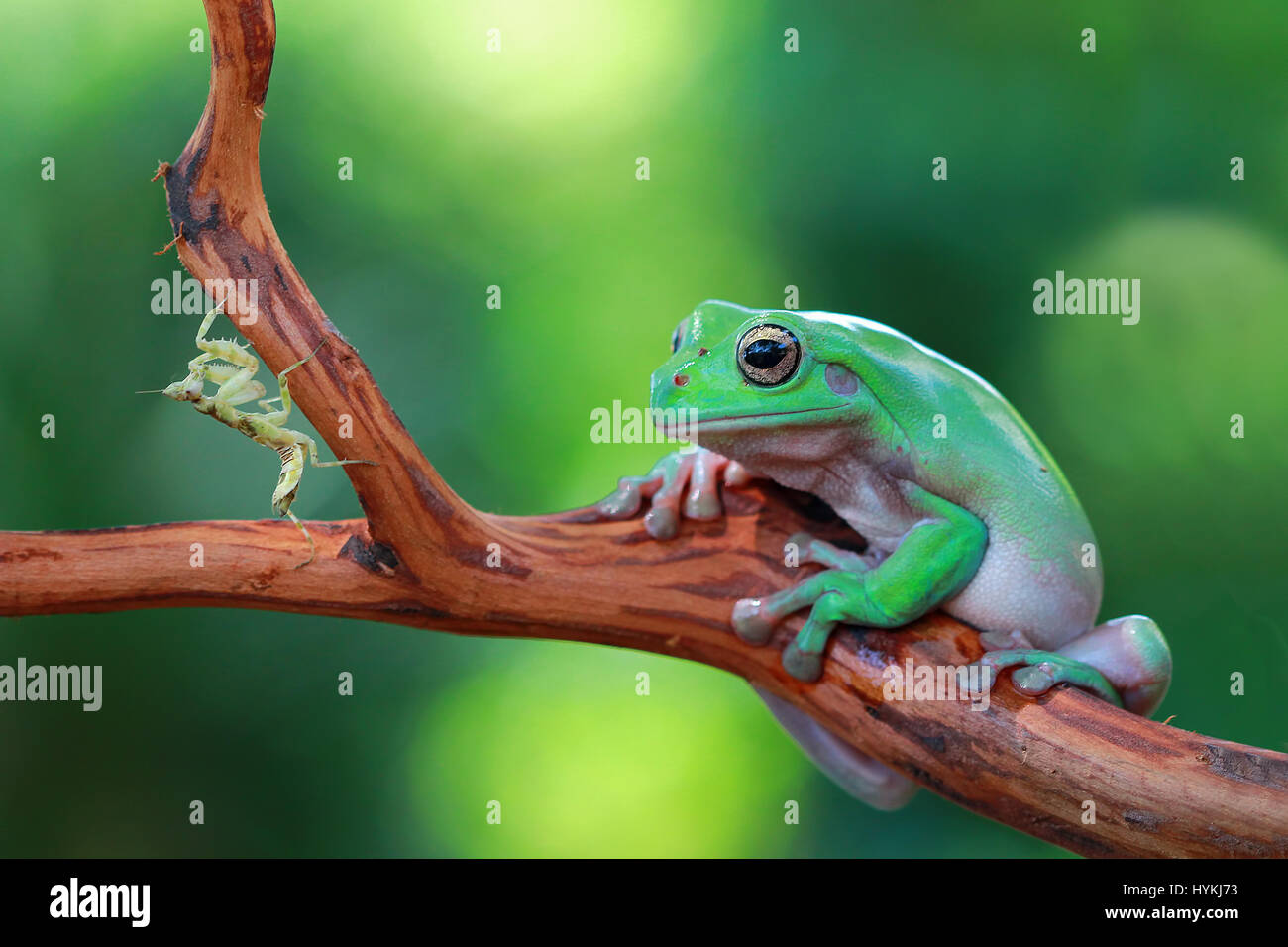 CILEDUG, INDONESIA: AN UNLIKELY friendship between a dumpy tree frog ...