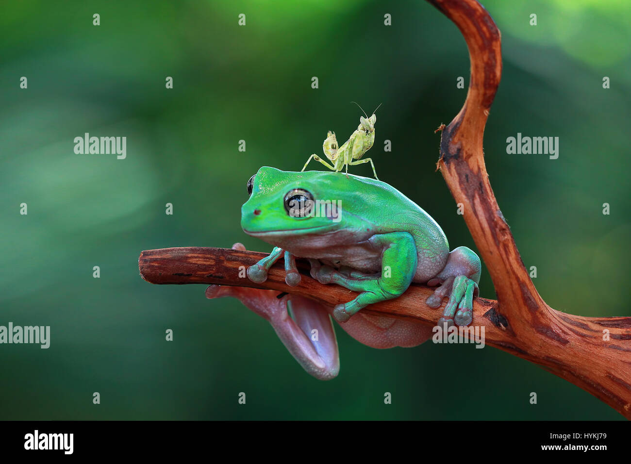 Dumpy fat tree frog hi-res stock photography and images - Alamy